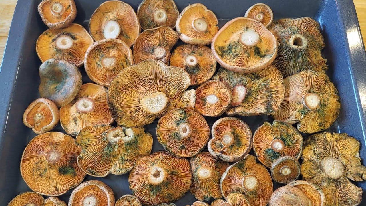 Como hacer carrilleras con Robellóns o Niscalos al horno . Un placer ...