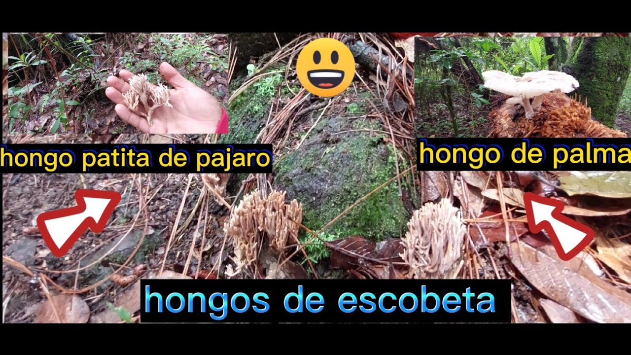 hongos de escobeta 🍄🍄😃 - YouTube