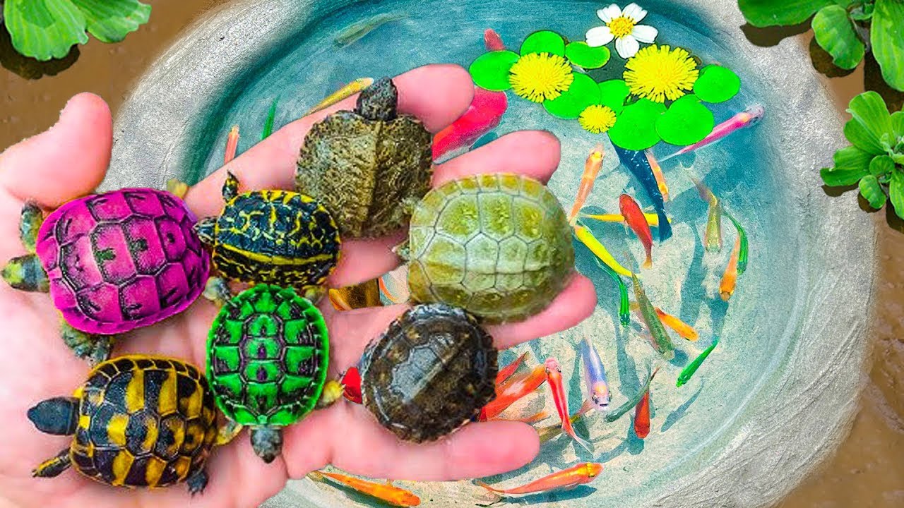 Catching Turtles Nesting In Small Pond, Koi Fish, Rainbow, Rlowerhorn Fish, Pencil, Jet Black ...