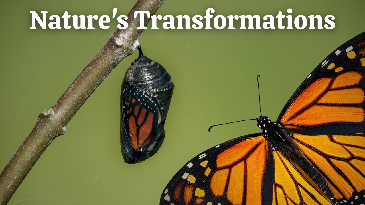 Butterfly Metamorphosis in Your Garden | Narrated Nature for Sleep ...