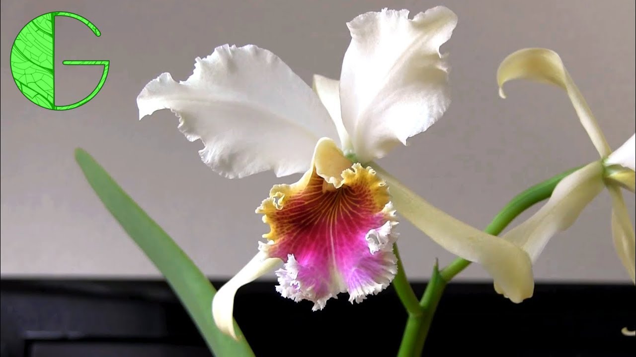 Orchid talk: Cattleya rex pollination - YouTube