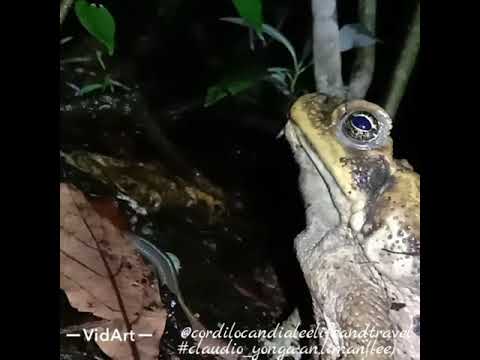 Philippine Frogs / Bullfrog - YouTube