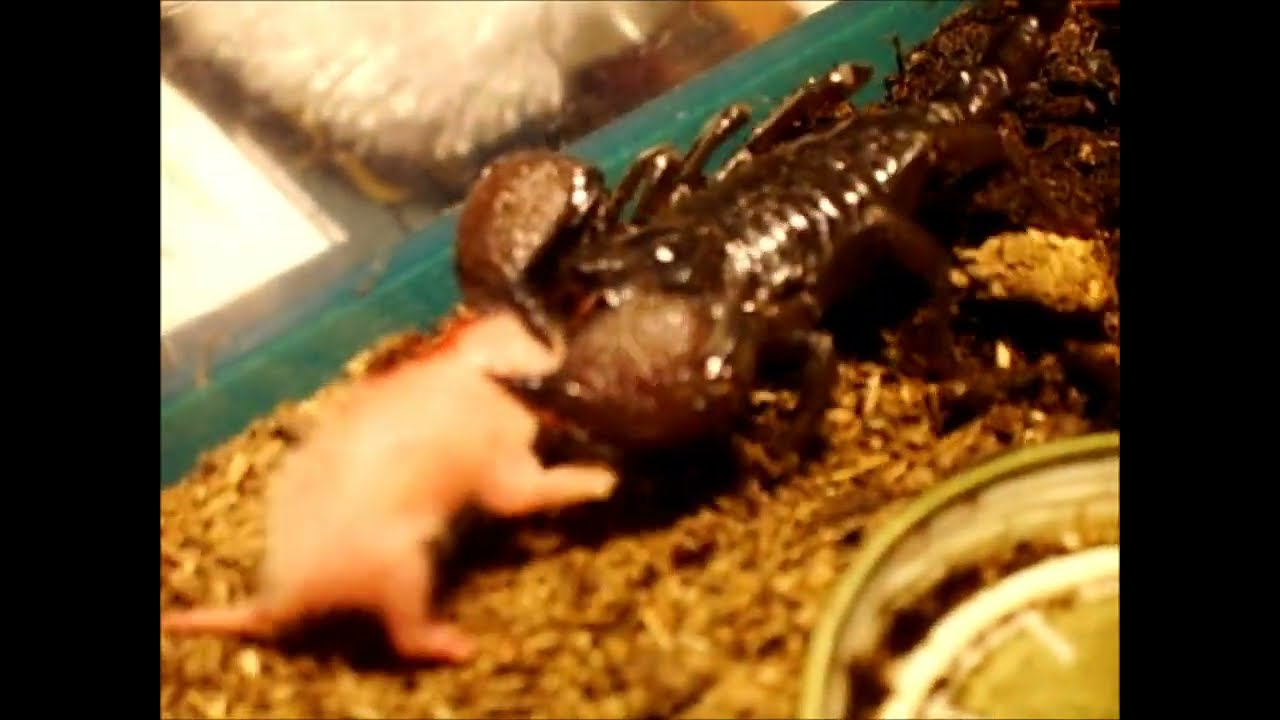 Emperor Scorpion eating pinky mouse - YouTube