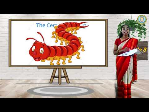 Grade 3 - English - The Centipede Song - YouTube