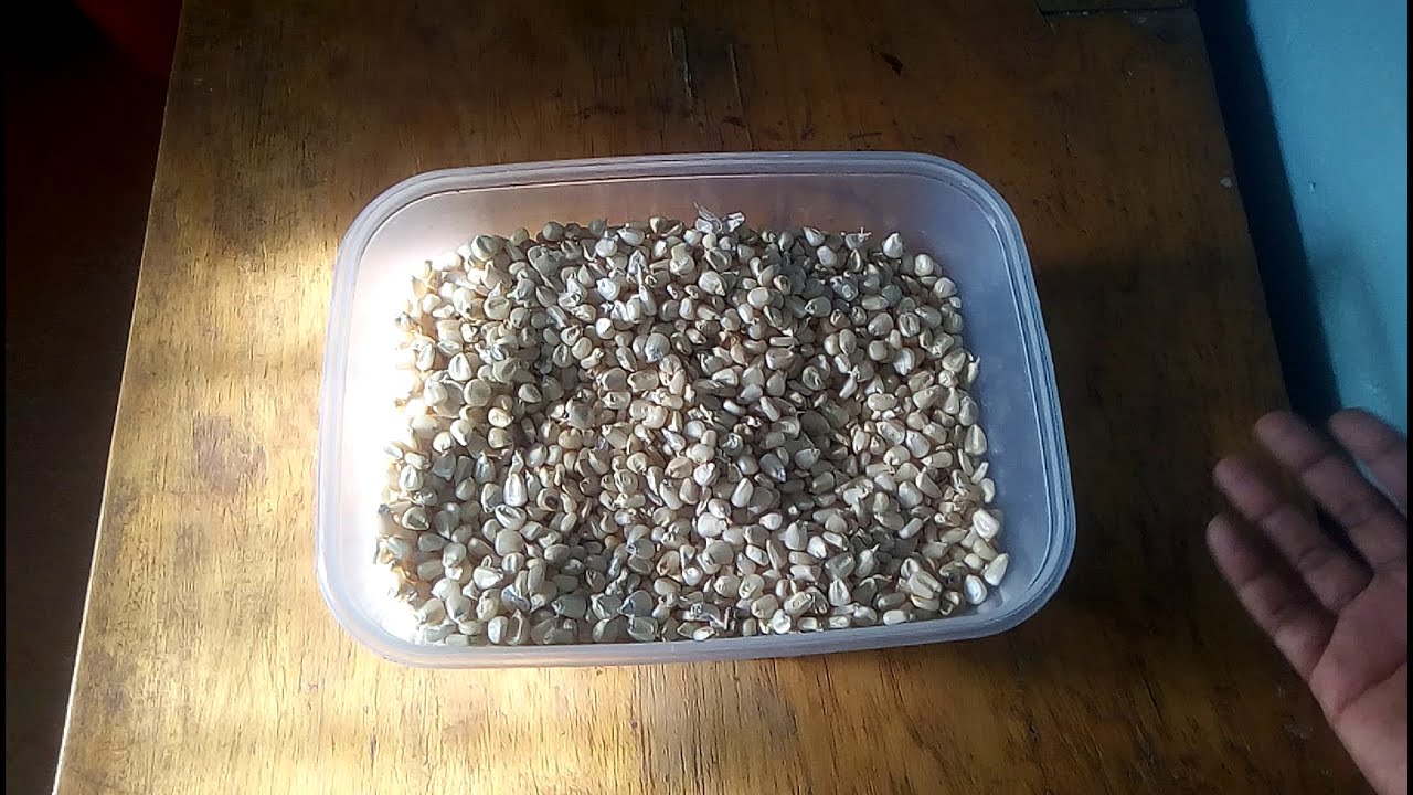 HYDROPONIC FARMING: How to grow hydroponic fodder maize: Lesson 1 - YouTube