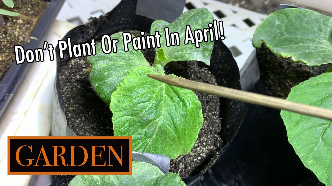 Planting & Painting to early? plus seed & paint storing tips. - YouTube