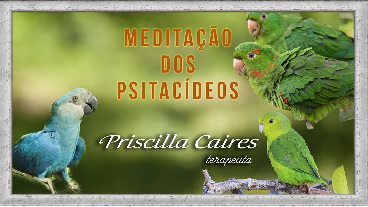 Meditação da Arara/Papagaio/Maritaca e Tuim - YouTube