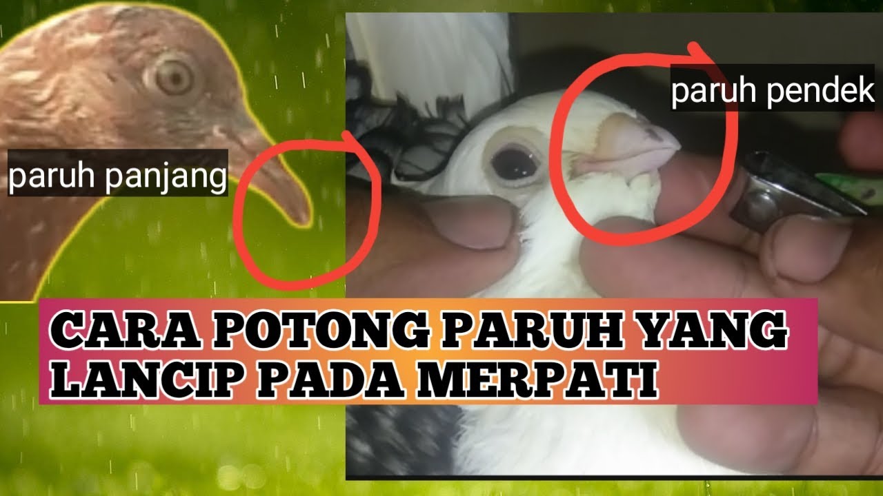TUTORIAL CARA POTONG PARUH YANG LANCIP PADA MERPATI SUPAYA MATUK TIDAK ...