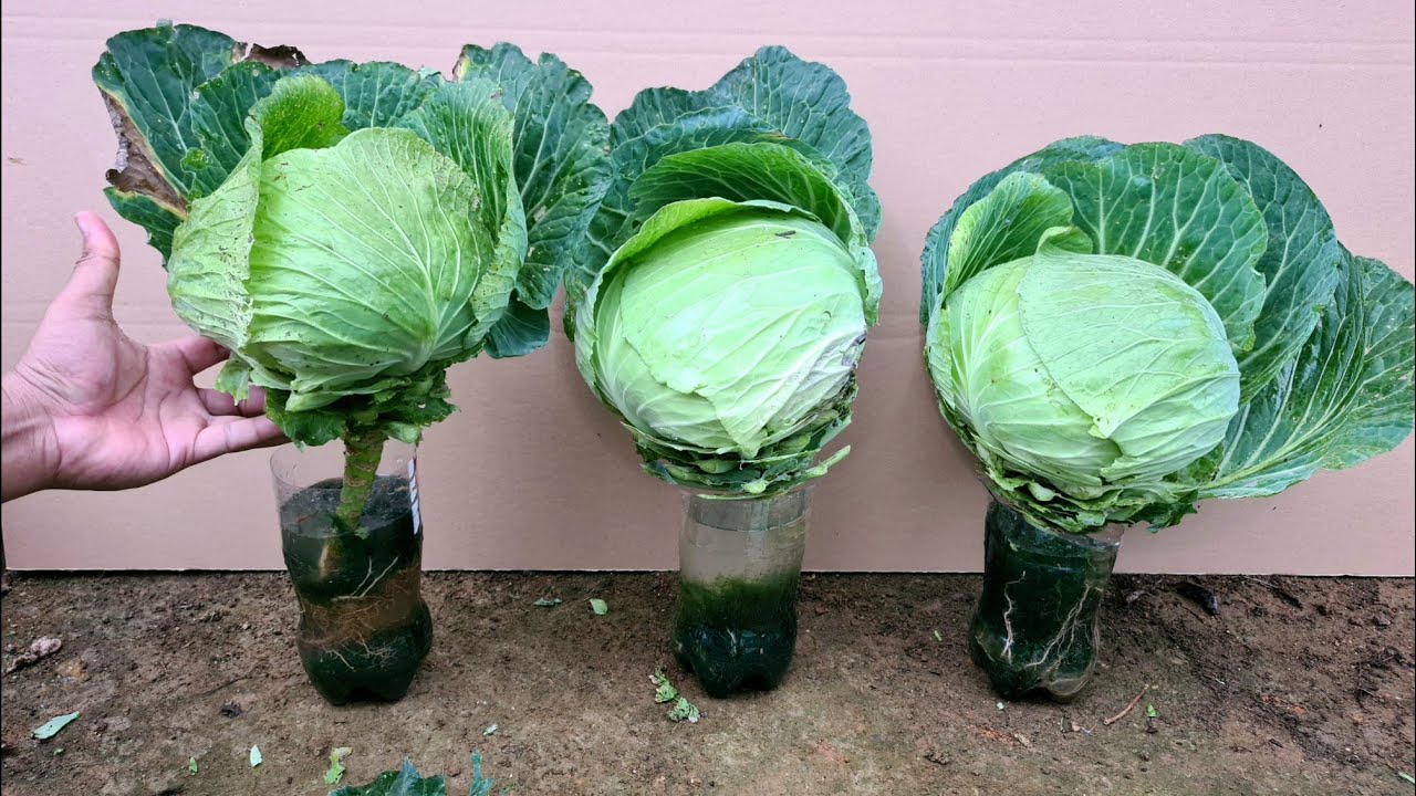 best gardening tips grow cabbage with plastic bottles - YouTube