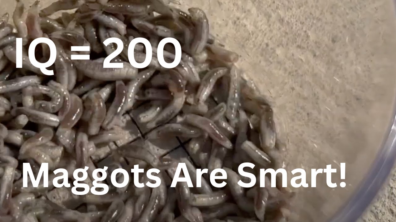 Maggots Are Extremely Intelligent | Want To Know Why? - YouTube
