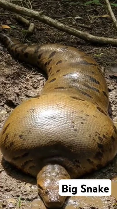 it Swallowed our Cows 🐄 Snake 🐍 - YouTube