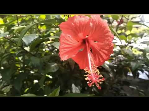 Hasil karya video cinematic adik-adik SMP dan MTS