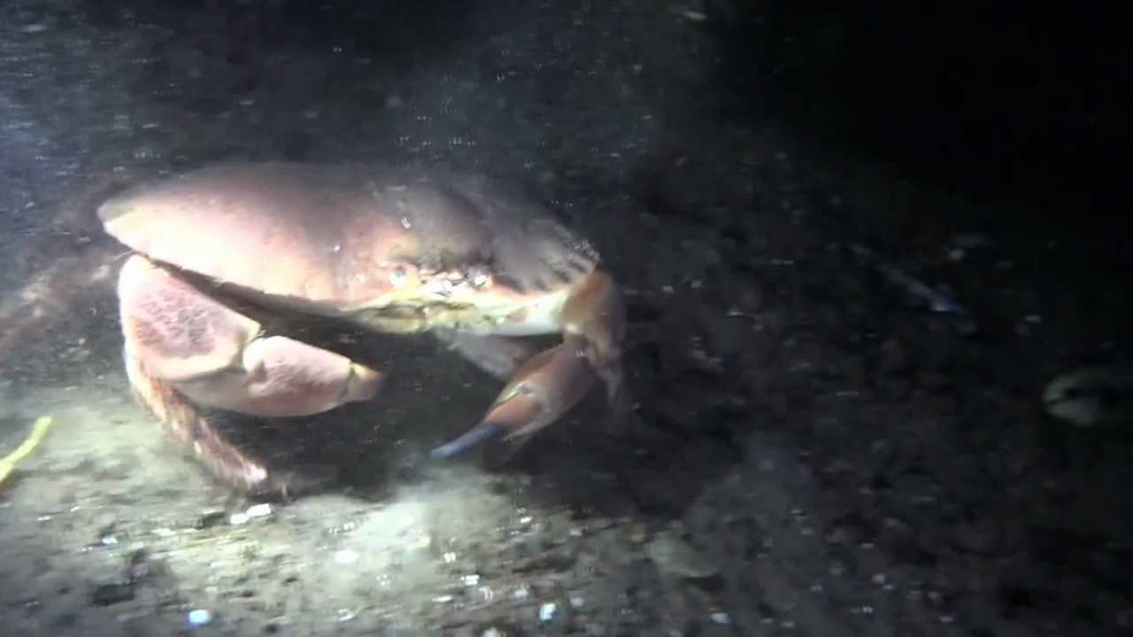 Taskekrabbe - YouTube