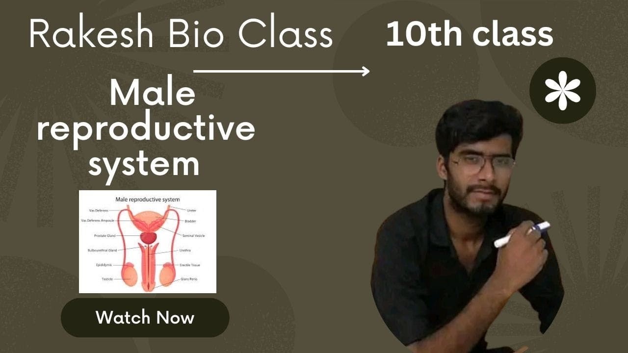 Male Reproductive System 10th class (Bihar Board NCERT lesson 3 ) - YouTube