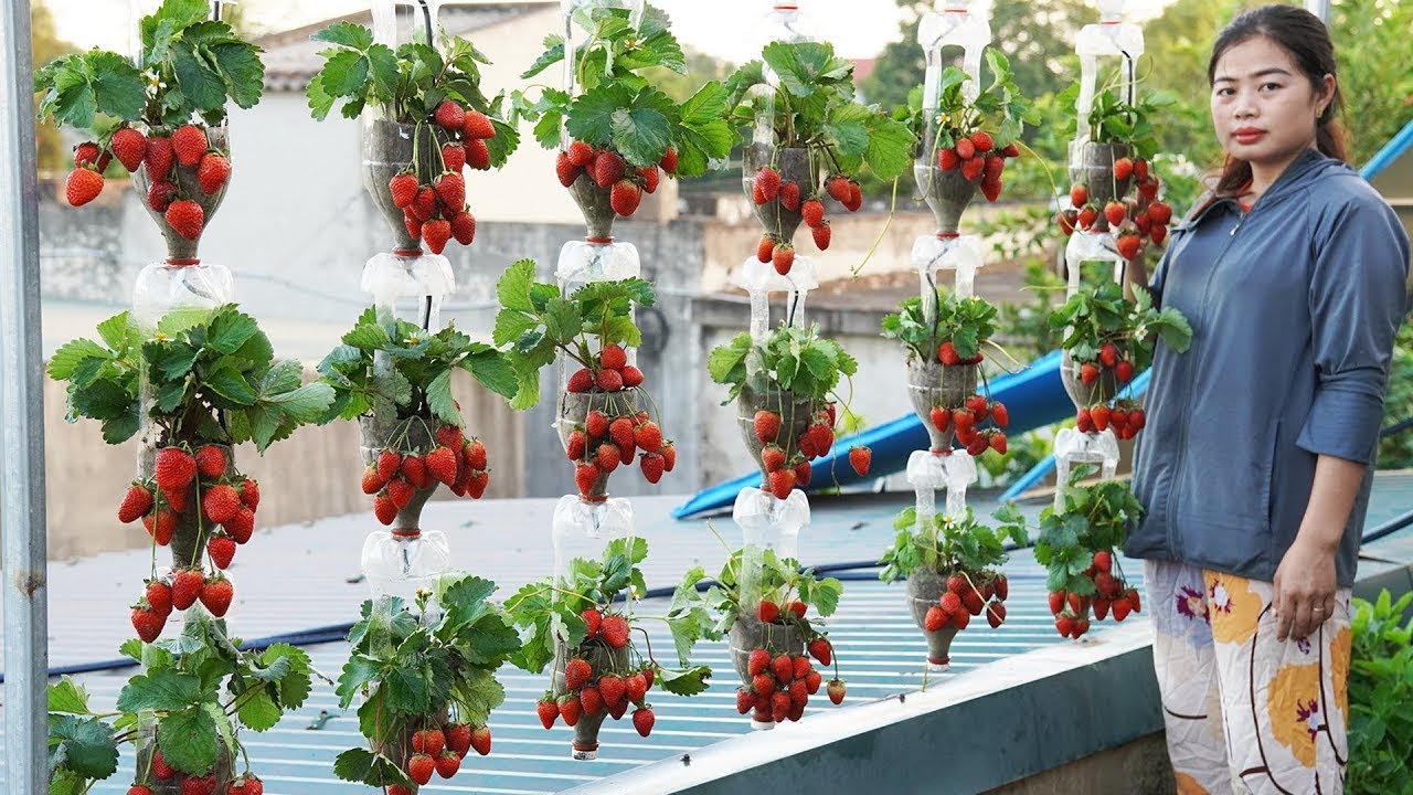Grow AMAZING Strawberries In Plastic Bottles For A Super Fruitful ...