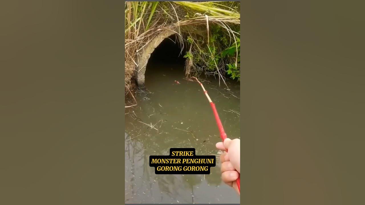 Iseng mancing di gorong gorong dapet strike ikan babon #shorts #mancing #air #music #fishing # ...