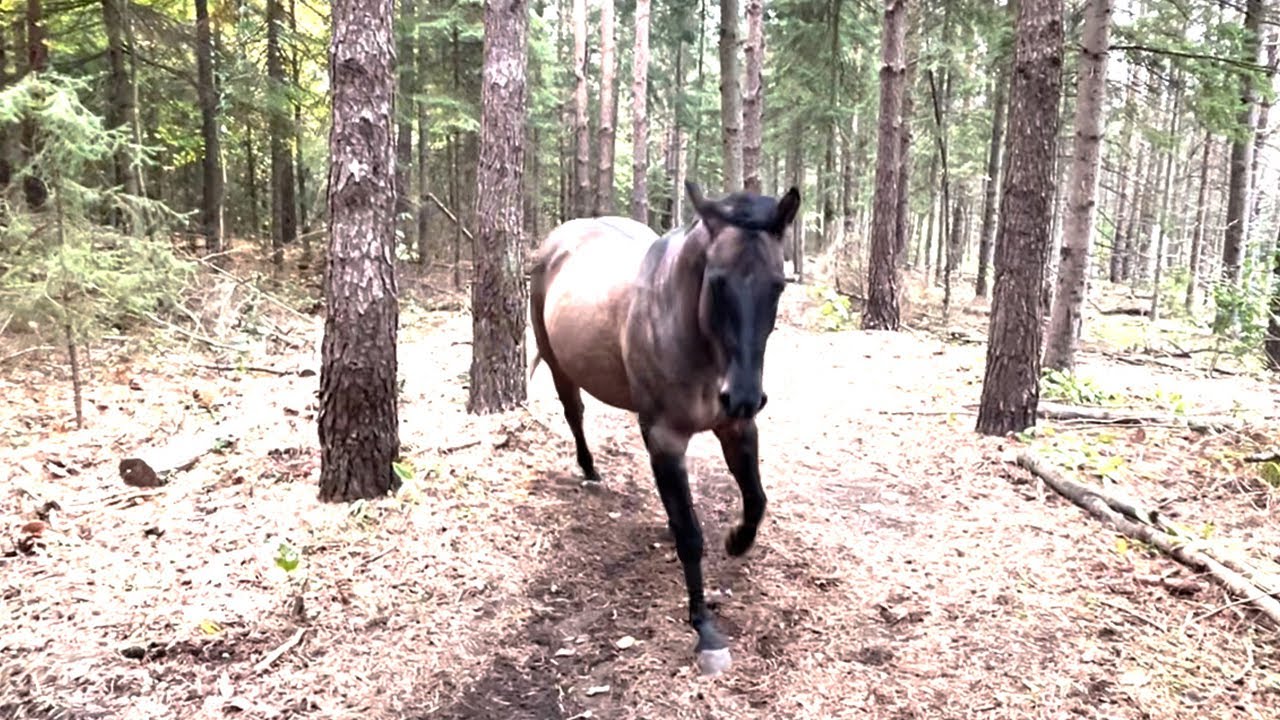 Extended Directors Cut Horse kicks tree farts on dogs then runs away ...