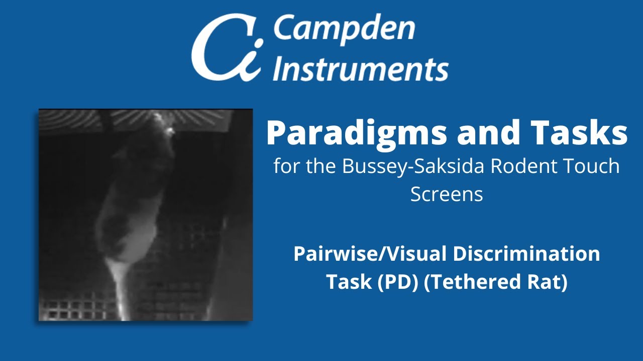 Two-choice Paired/Visual Discrimination Reversal for Rats (PD) - YouTube