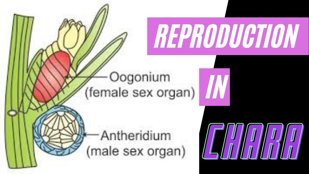 LECTURE 5: Chara reproduction (ADS/BSC/MSC/B.S)|Hindi/ Urdu - YouTube