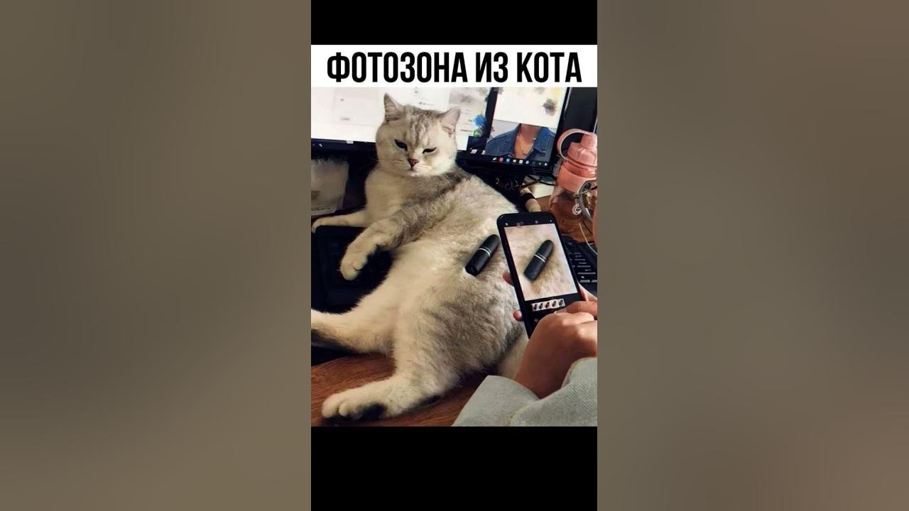НИКОГДА НЕ СДАВАЙСЯ Memes храпункова катяхрапункова а4 а3