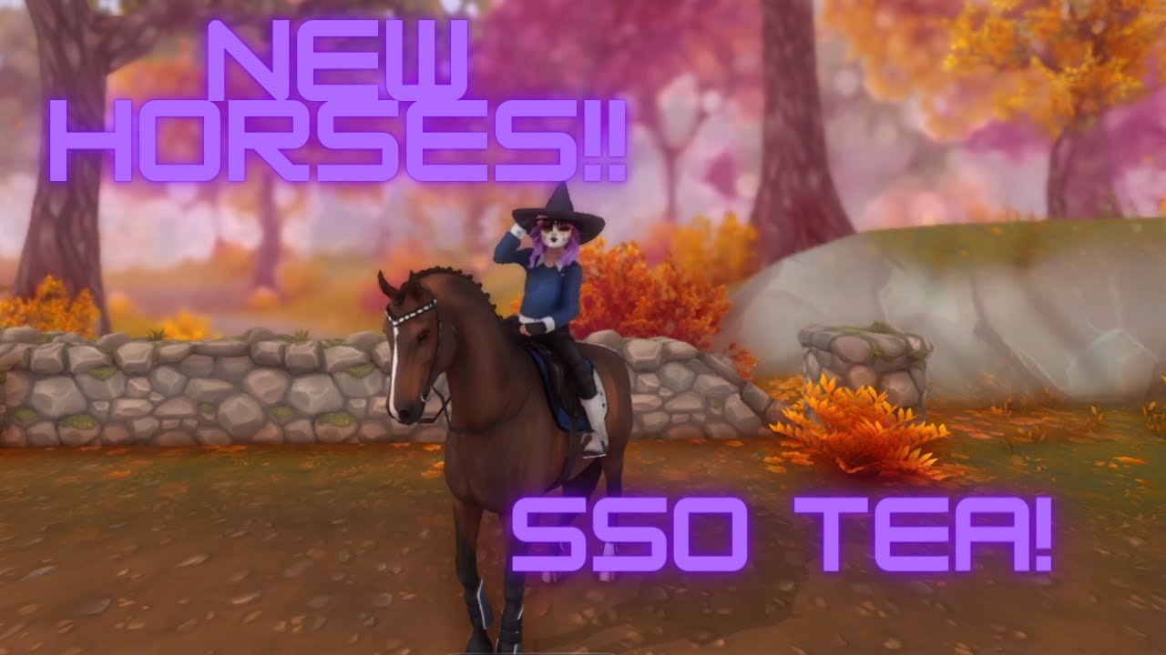 Buying The New Dutch Warmblood & SSO Rant! - YouTube