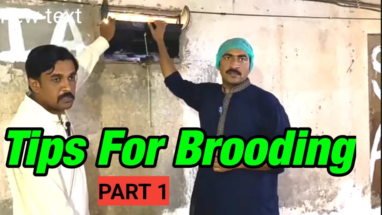 Broiler Brooding | Brooding Tips |ব্রয়লার ব্রুডিং |ब्रोइलर ब्रूडिंग | FAWLT Formula in brooding ...