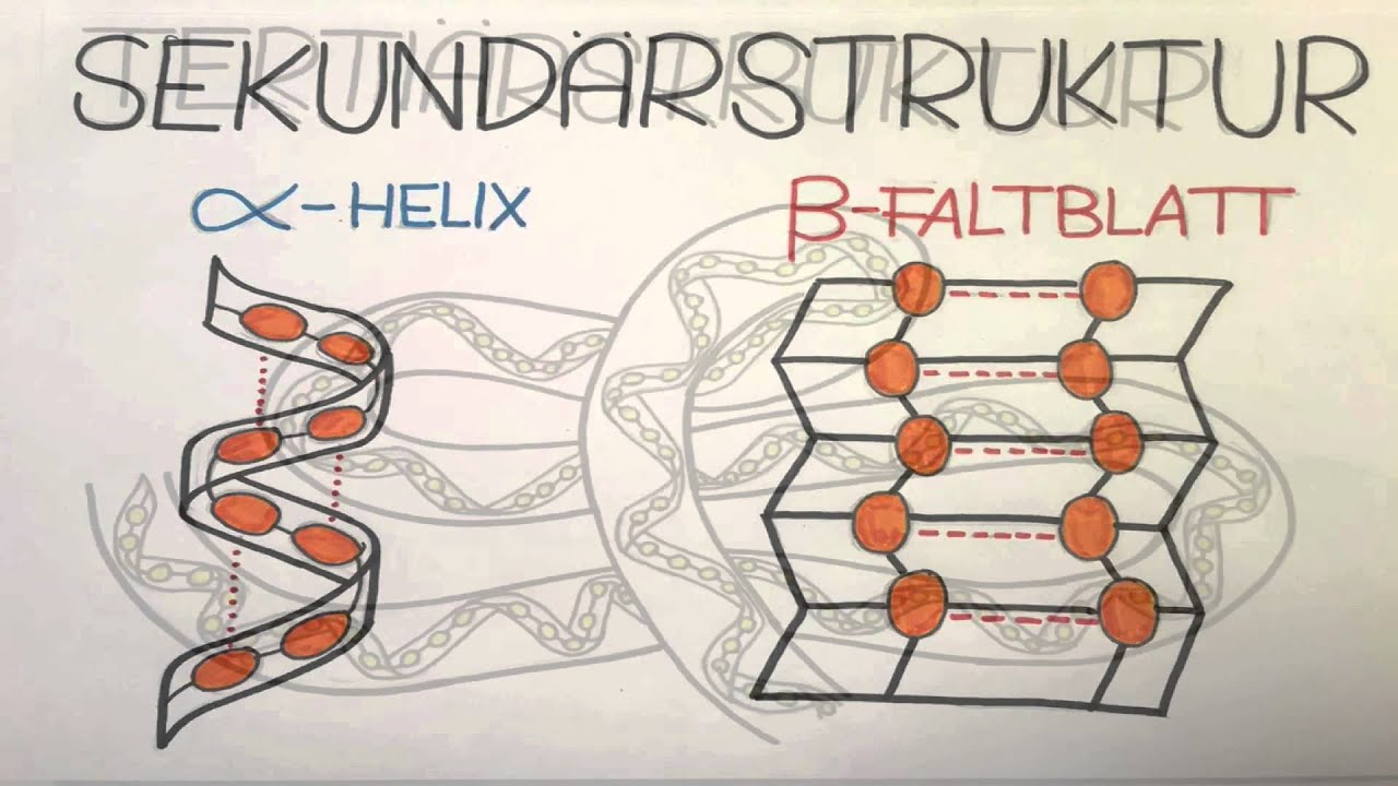 Proteine | Aminosäuren [Aufbau/ Struktur/ Funktion/ Dipeptidbindung ...