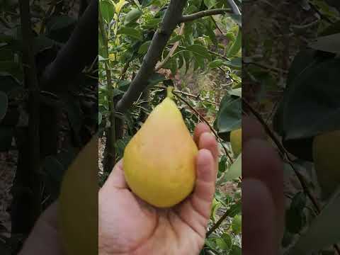 Par soiul Napoca - YouTube