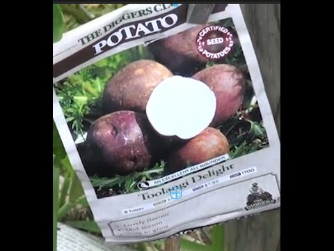 Haresting Toolangi Delight and Toolangi Delight Potatoes - YouTube
