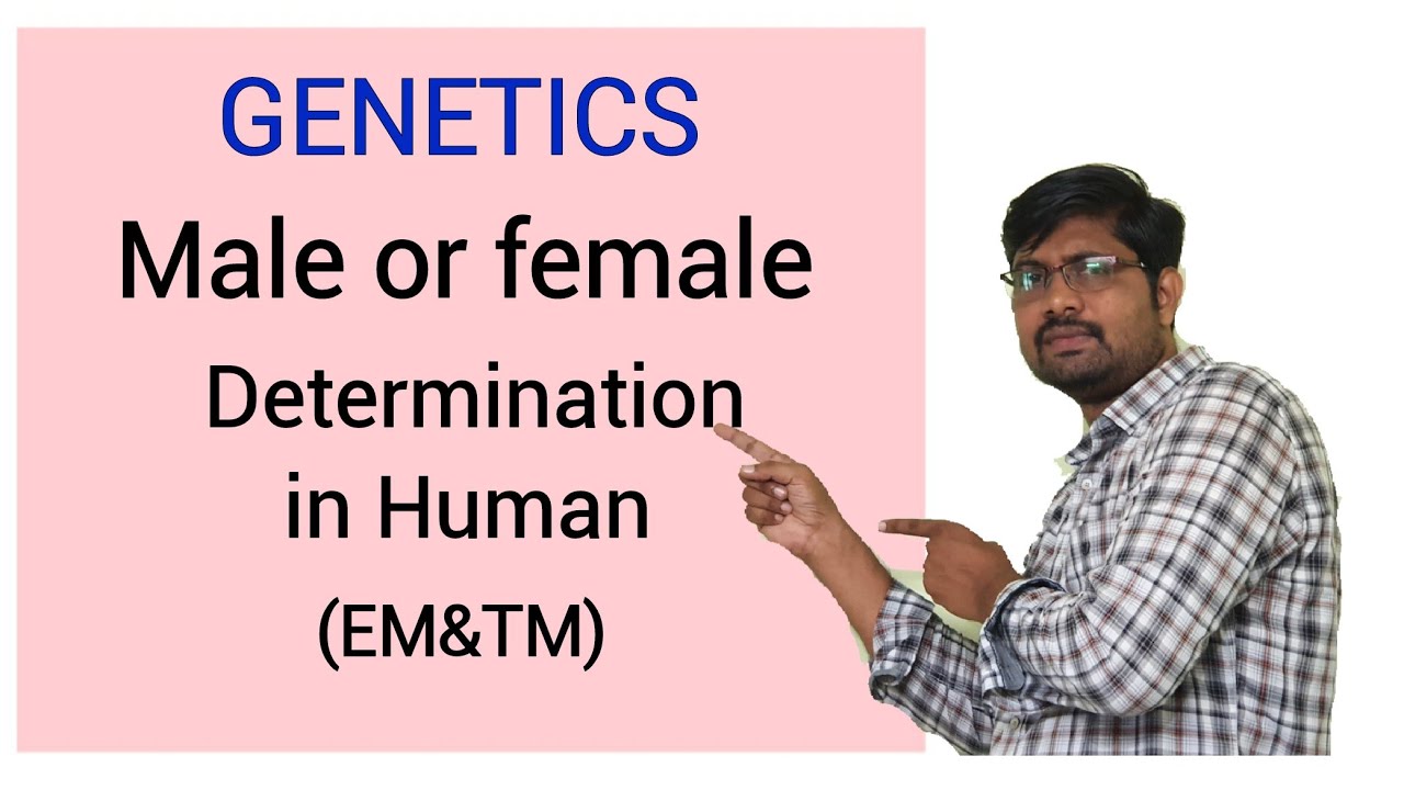 Inter Zoology Male or Female determined in human beings (Genetics ...