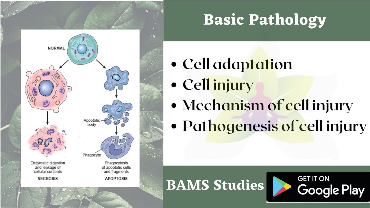 Basic Pathology ॥ Cell Adaptation ॥ Cell Injury ॥ #Pathology #apoptosis ...