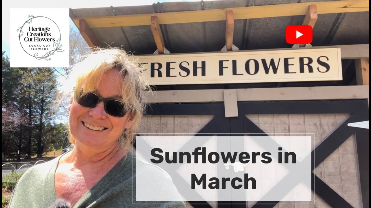 Planting Sunflowers In March - YouTube