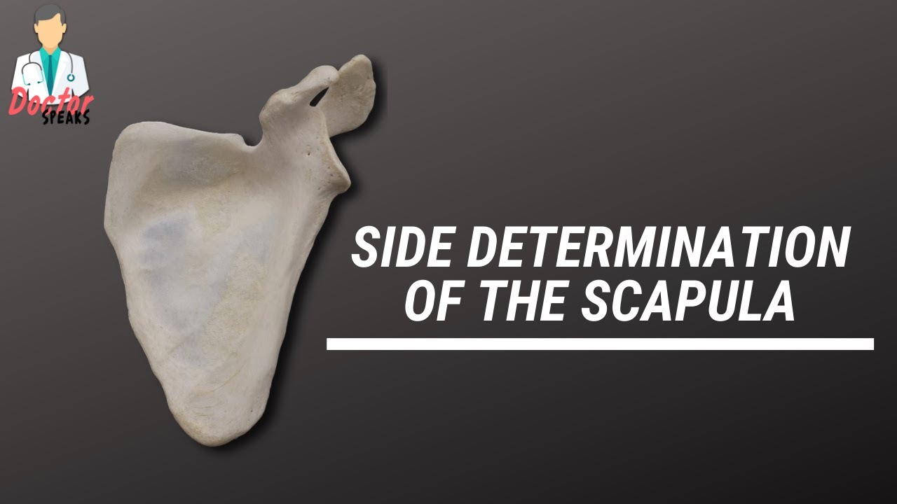 Side Determination of Scapula | Doctor Speaks - YouTube