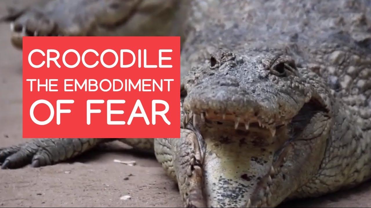 Crocodile - the embodiment of fear - YouTube