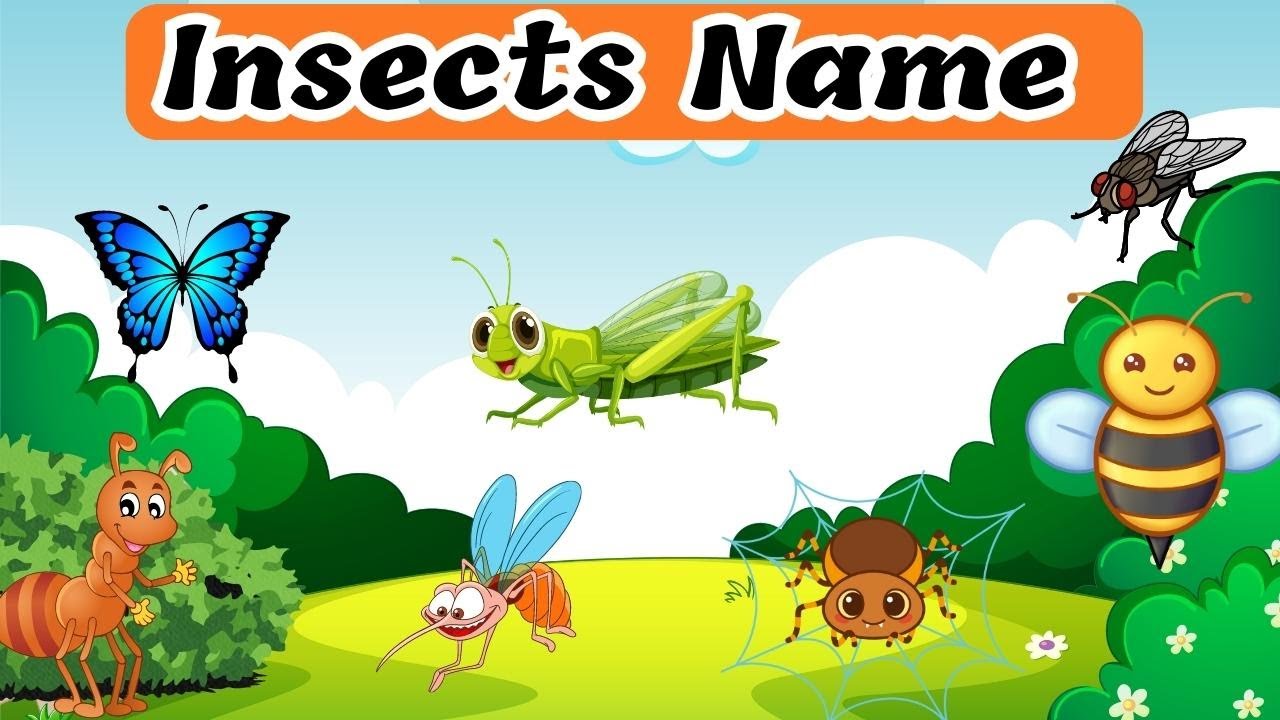 "Insect Kingdom: Fun & Educational Insects Names for Kids!" - YouTube
