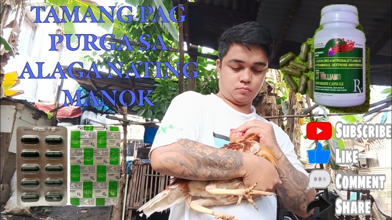 TAMANG PANG PURGA SATING MGA MANOK HAMMER/CTWILLIAMS #TATAYDOCBACKYARD ...