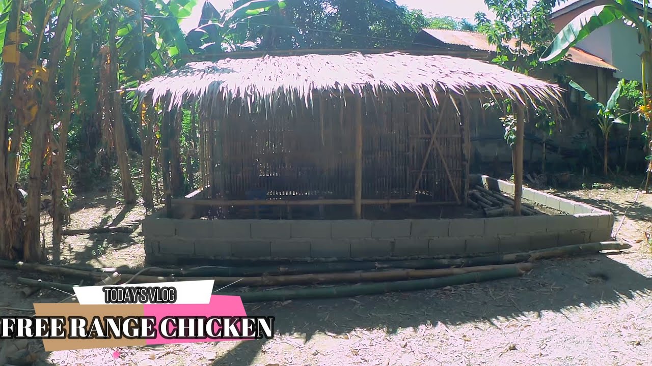 KULUNGAN PARA SA FREE RANGE CHICKEN | MAG SIMULA TAYO SA TATLONG MANOK ...