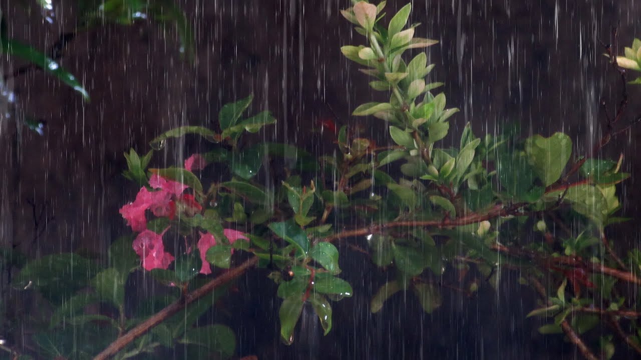 Rain Sounds & Thunder For Sleeping Every Night | 99% Instantly Fall ...