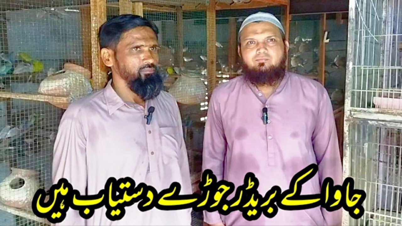 💯 java Breeding Birds Setup||zunair birds - YouTube