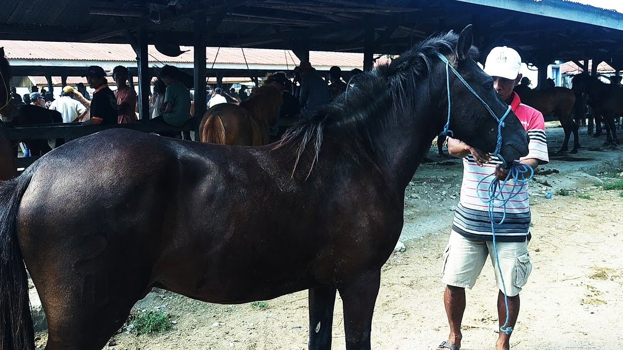 Sekumpulan Kuda-Kuda Besar Ada di Bagian Belakang | Pasar Kuda ...