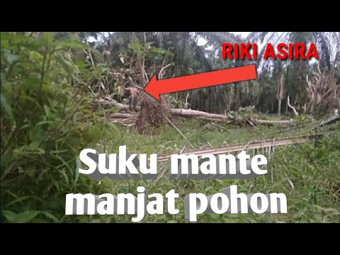 Suku mante nya manjat di pohon
