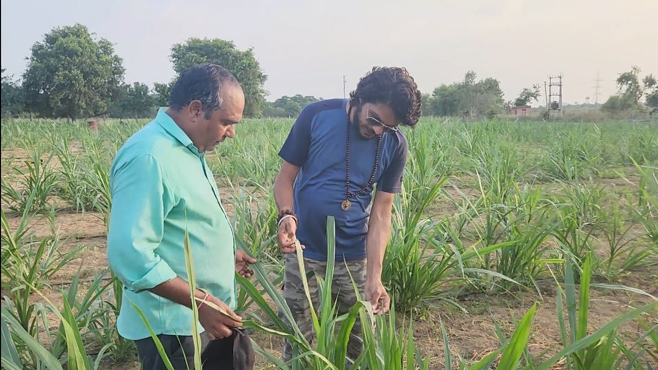 43 days after Napier plantation नेपियर गोशाला का भोजन RJ Organic ...