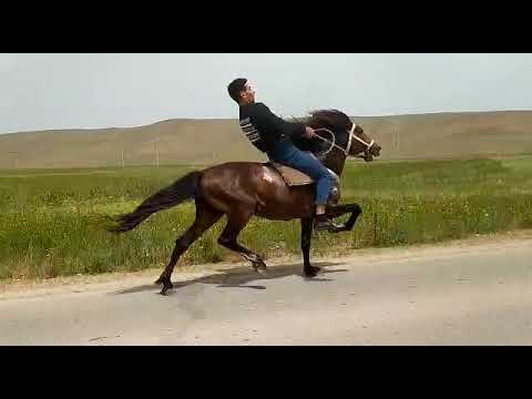 Peqas Siyezen 58 Sürət