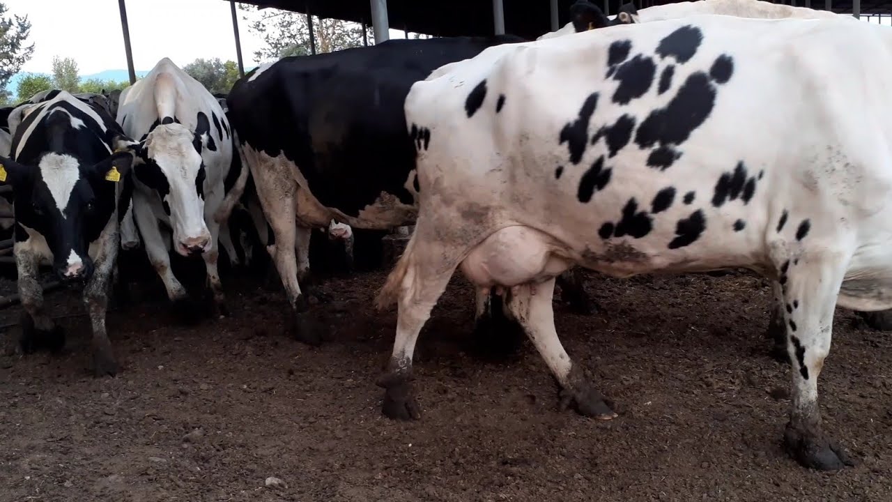 New milking cows my dairy farm//Turkish cow - YouTube