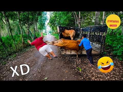 VIDEOS DE RISA 🤣 SI TE RÍES PIERDES NIVEL DIOS #809 😎HUMOR VIRAL MEXICANO🤣