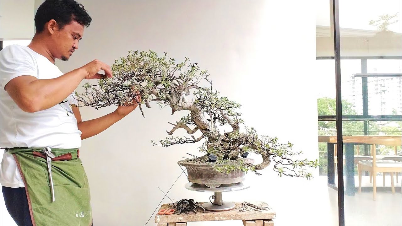 A day in life of bonsai artist: Pemphis Accidula -Bantigue#bonsai - YouTube