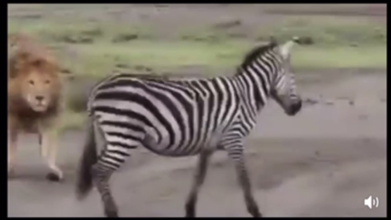 Madagascar in Real Life - YouTube