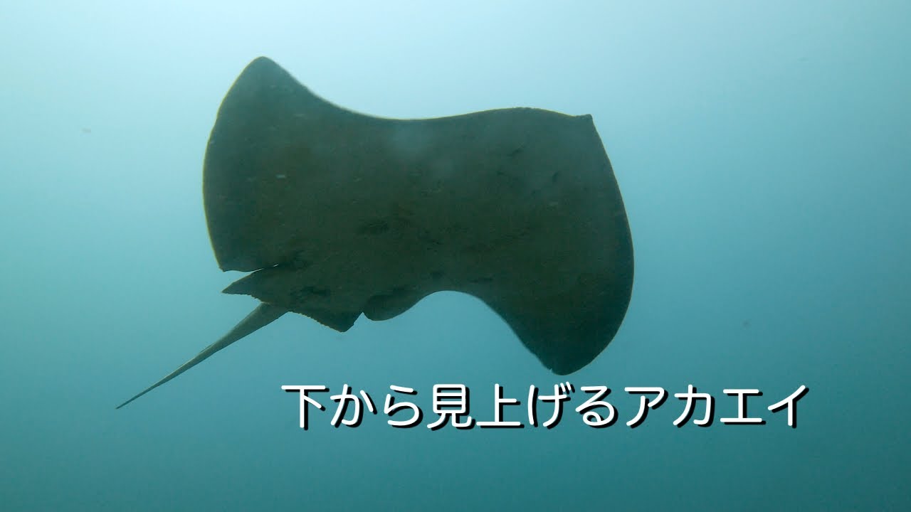 下から見上げるアカエイ 館山 西川名 202405a【4K】 - YouTube