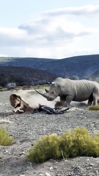 Lion vs rhinoceros fight | Animal Spirits #short - YouTube