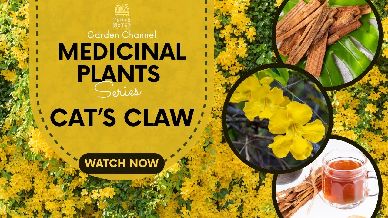 Uncover the Healing Power of CAT'S CLAW: Medicinal Plant Profile ...